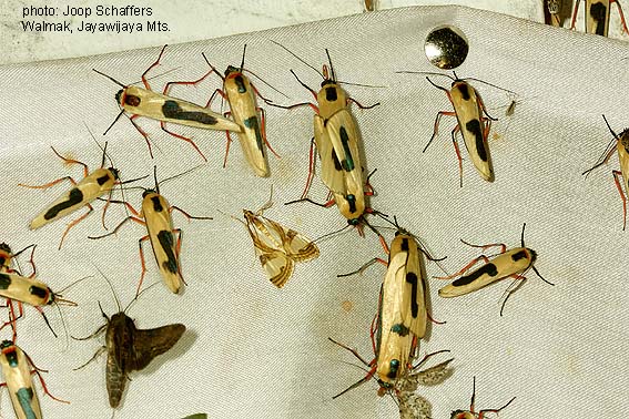 Papua Insects Foundation (Lepidoptera/Erebidae(Arctiinae)/Oeonistis ...